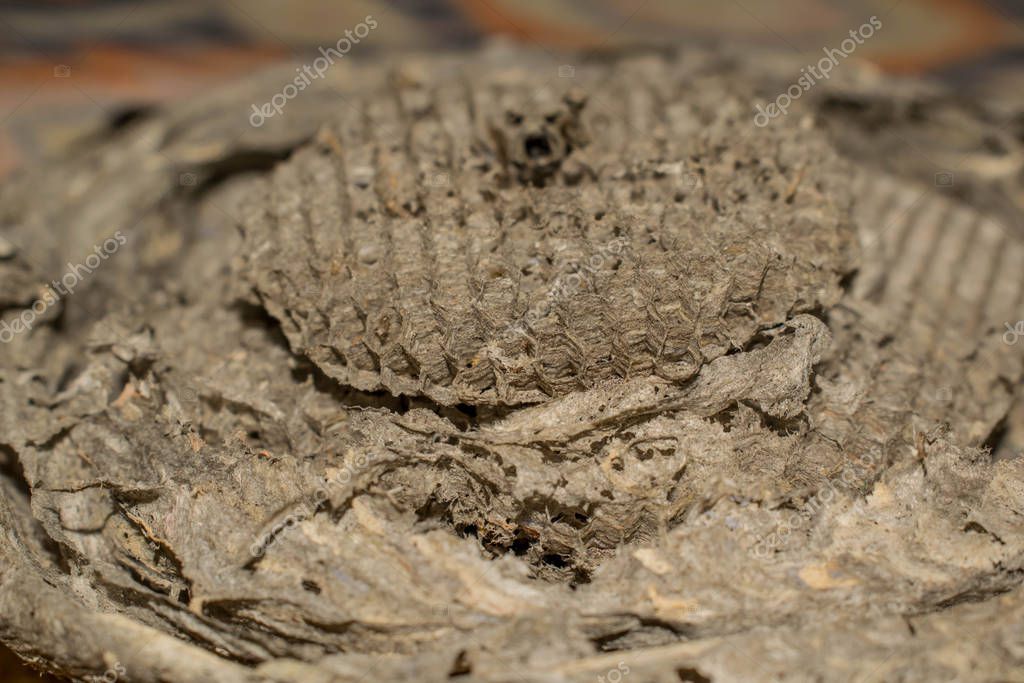 abejas abejas colmena insecto casa estructura para el diseño 2023