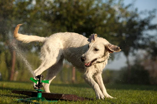 Dog in sprinkler Stock Photos, Royalty Free Dog in sprinkler Images ...