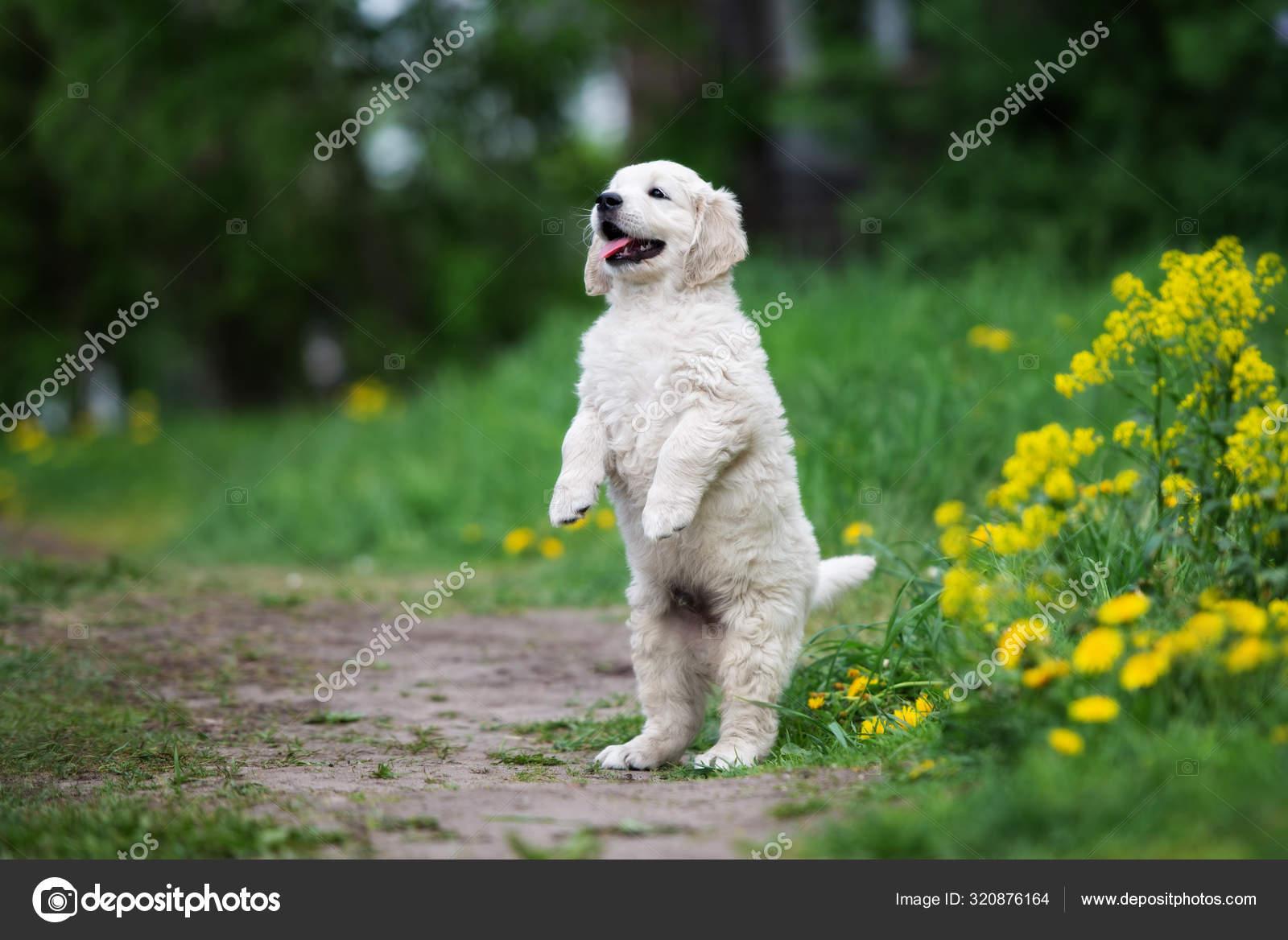 Golden Retriever Standing On Hind Legs