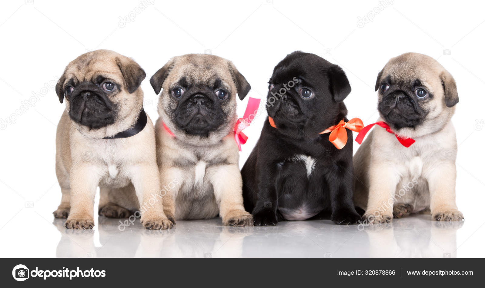Pack Of Pugs