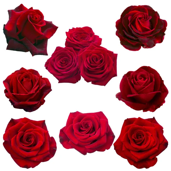 Collage of red roses Stock Photo by ©Likka 120869096