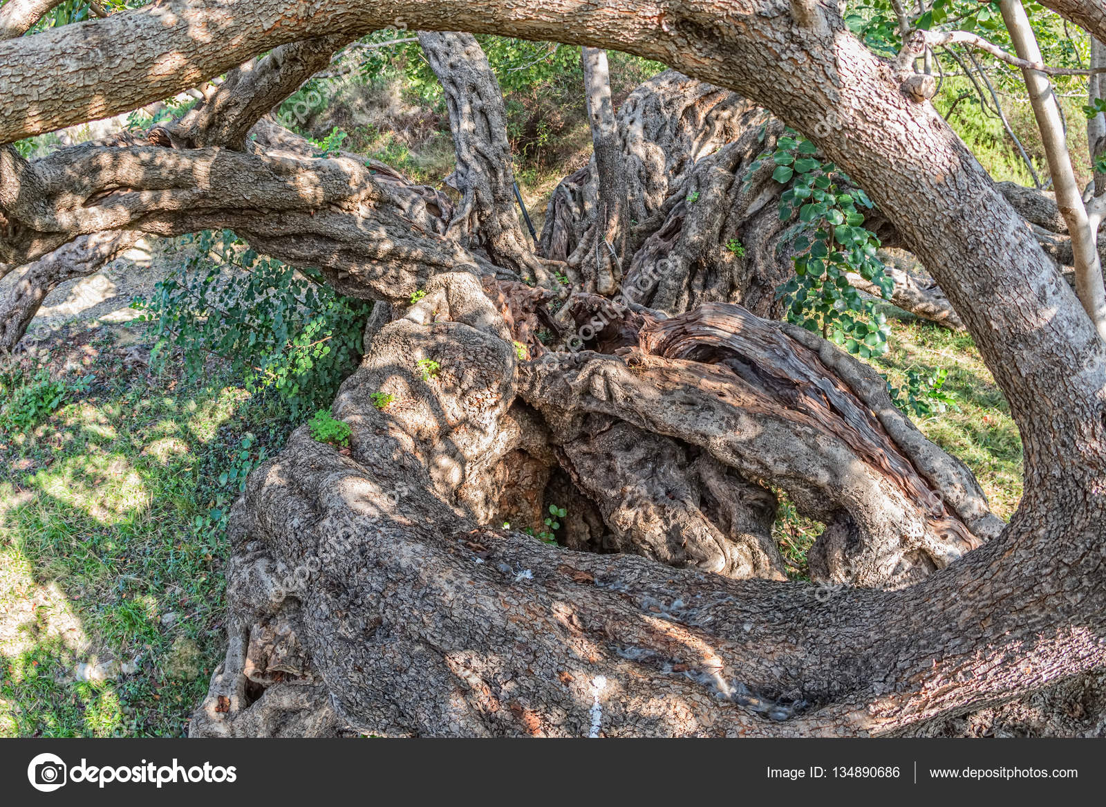 Carob tree treetop Stock Photo by ©dbajurin 134890686