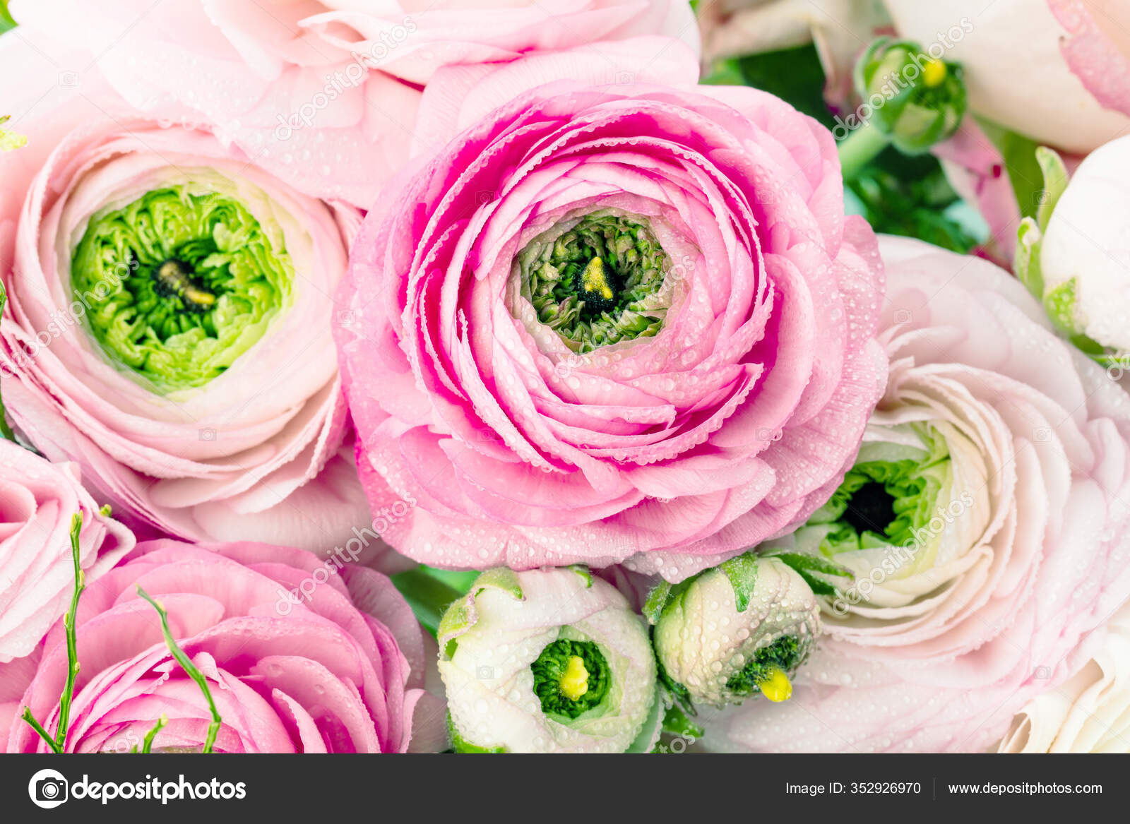 Pink Ranunculus Wallpaper