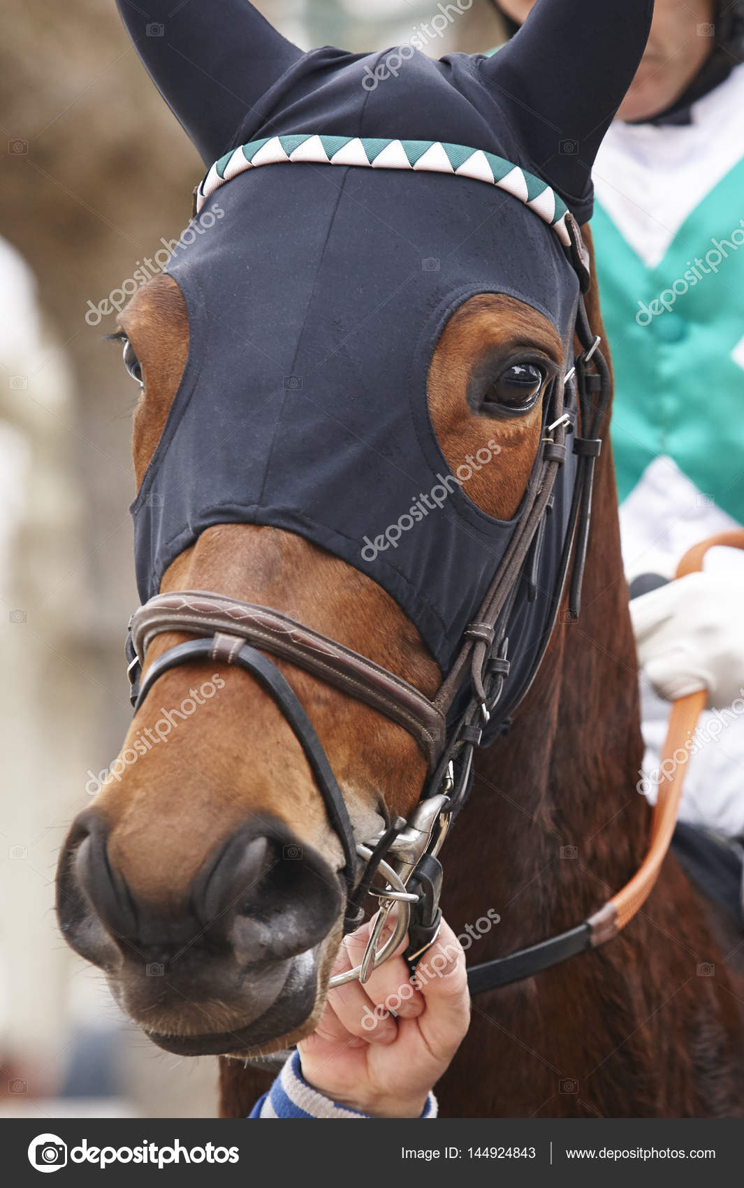 Race horse head ready to run. Paddock area. — Stock Photo © ABBPhoto ...