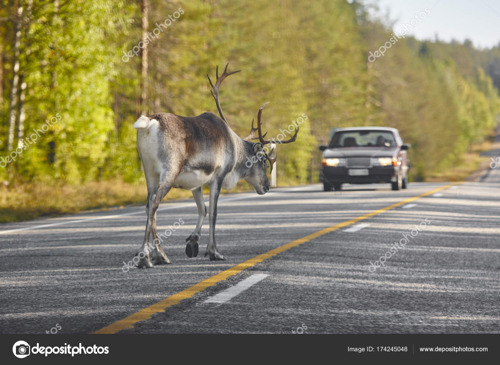 Reindeer crossing a road in Finland. Finnish landscape. Travel Stock ...