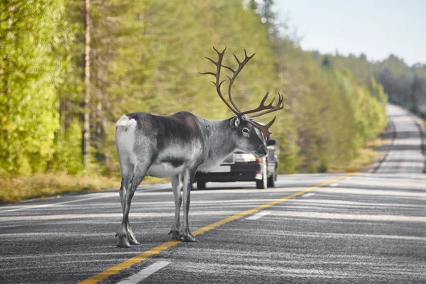 Reindeer crossing a road in Finland. Finnish landscape. Travel Stock ...