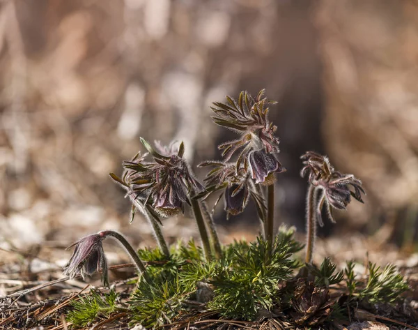 Tundra rostliny Stock Photos, Royalty Free Tundra rostliny Images ...