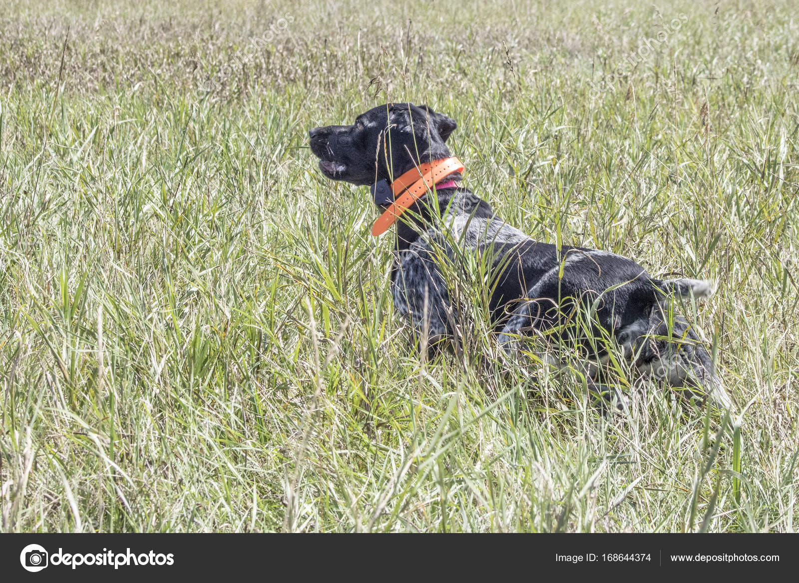 Training hunting dogs — Stock Photo © SStanich #168644374