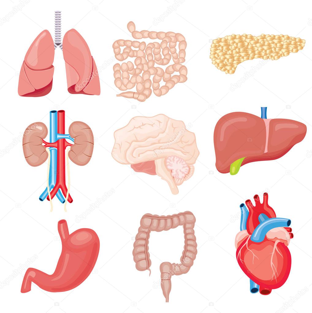 Human Internal Organs Isolated on White. Vector Illustration. — Stock ...