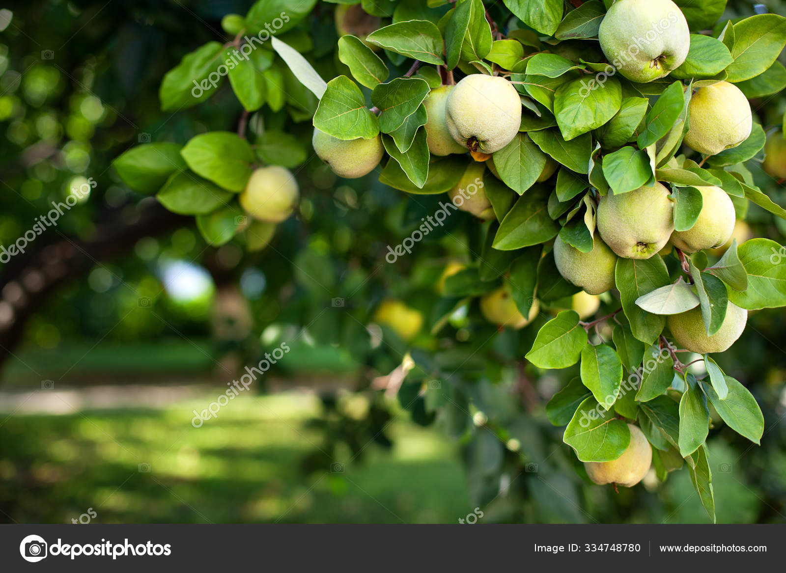 Quince Grows Tree Organic Garden Harvest Concept Vitamins Vegetarianism ...