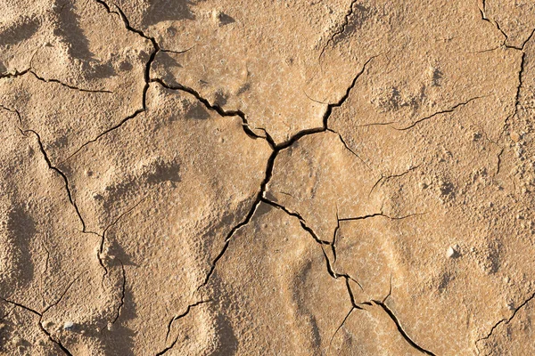 Cracked Desert Floor