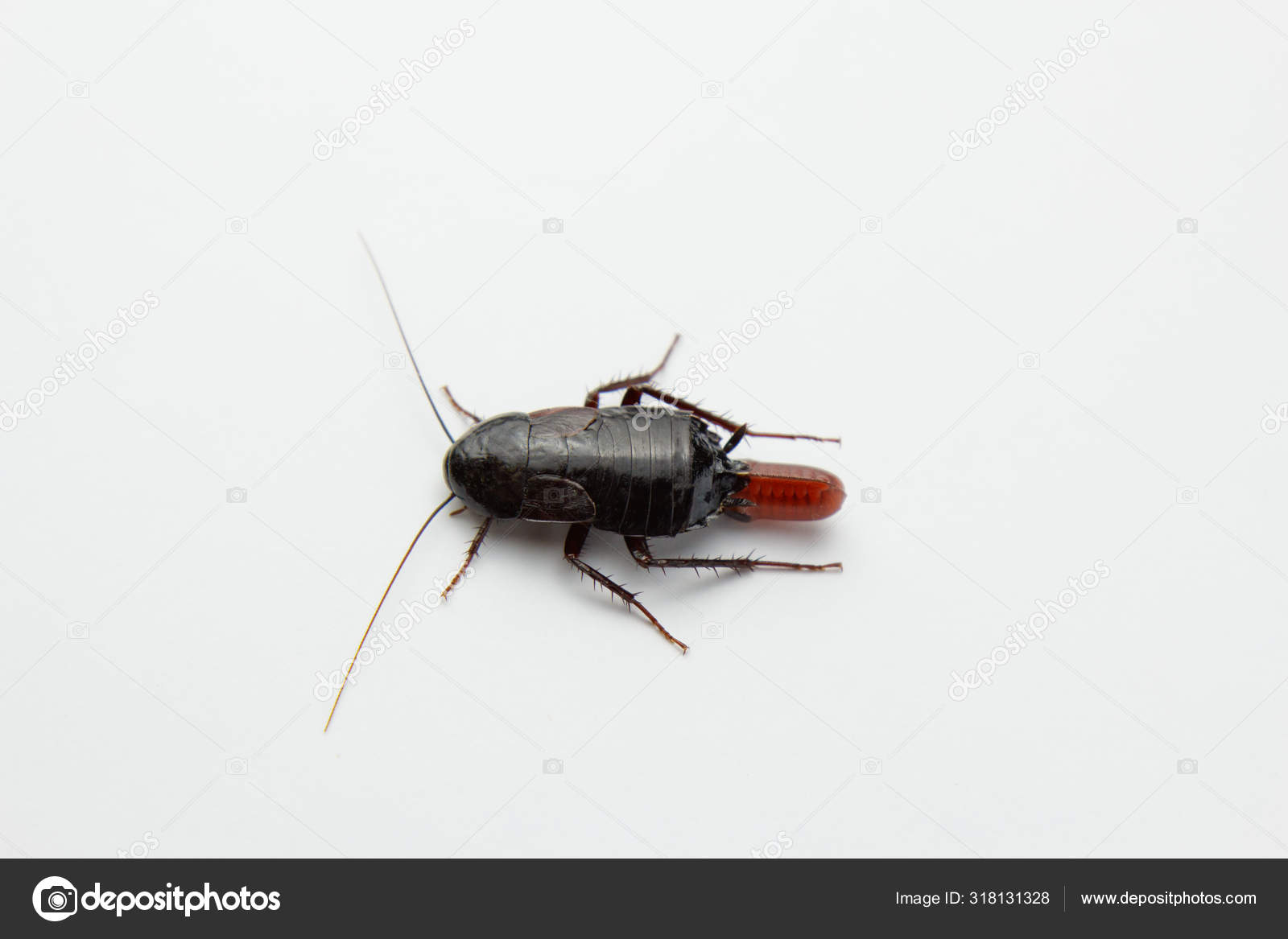Oriental Cockroach Eggs Retailer