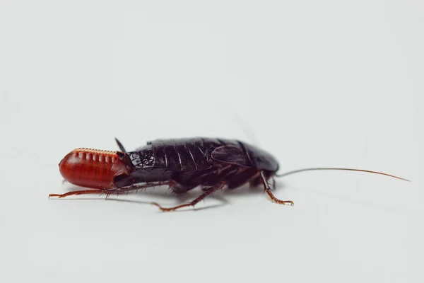 Small cockroach Stock Photos, Royalty Free Small cockroach Images ...