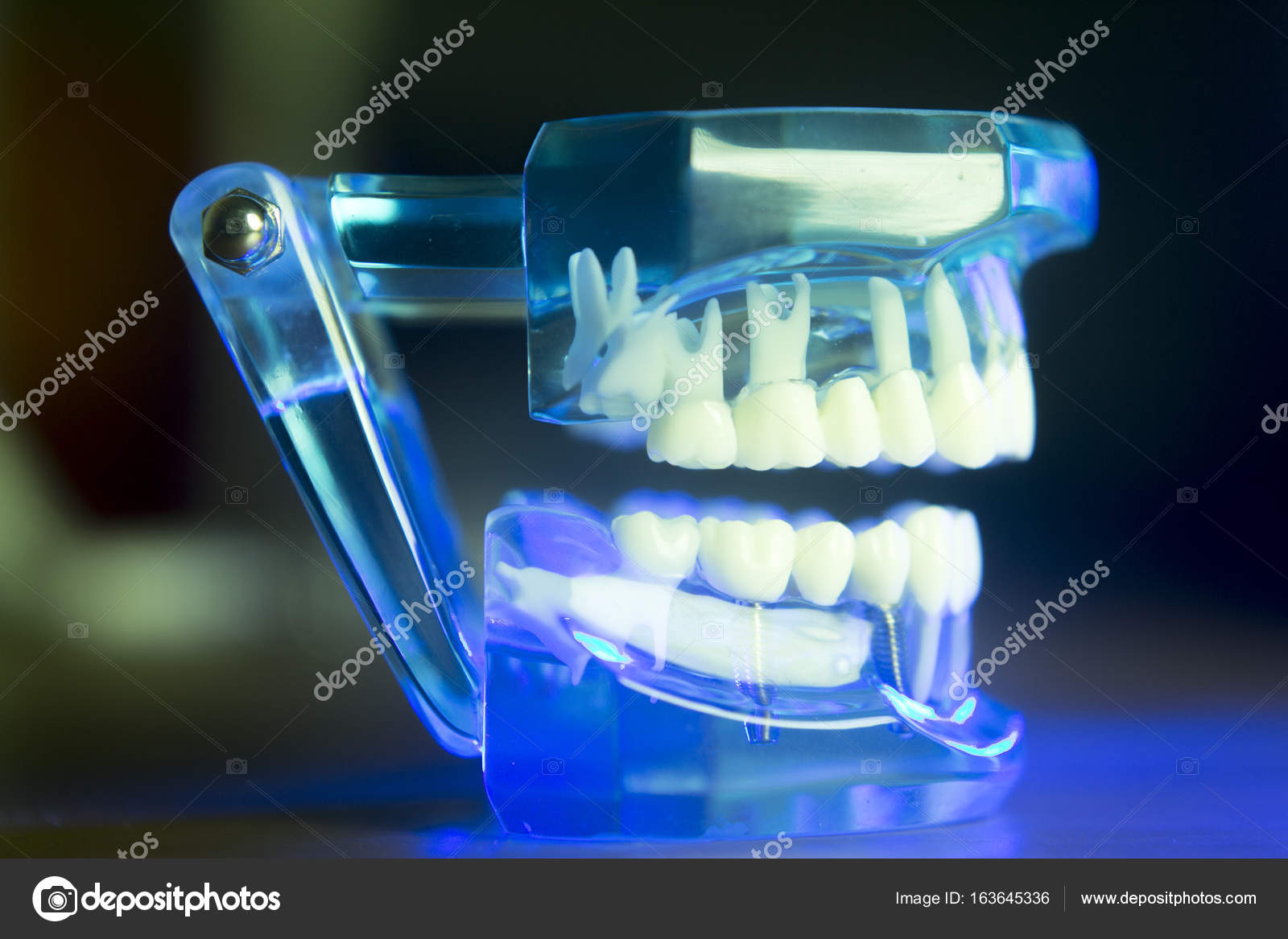Dental teeth clinical model Stock Photo by ©edwardolive 163645336