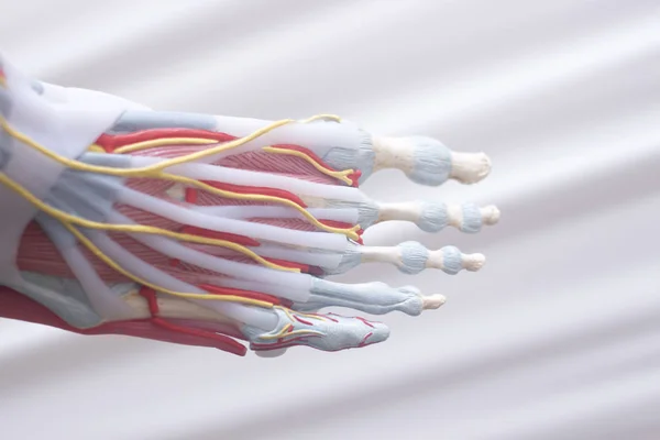 Foot medical anatomy model Stock Photo by ©edwardolive 149740224