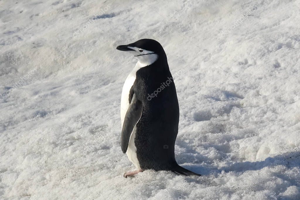 Un pingüino en la nieve en la costa de la Antártida. Los pingüinos son ...