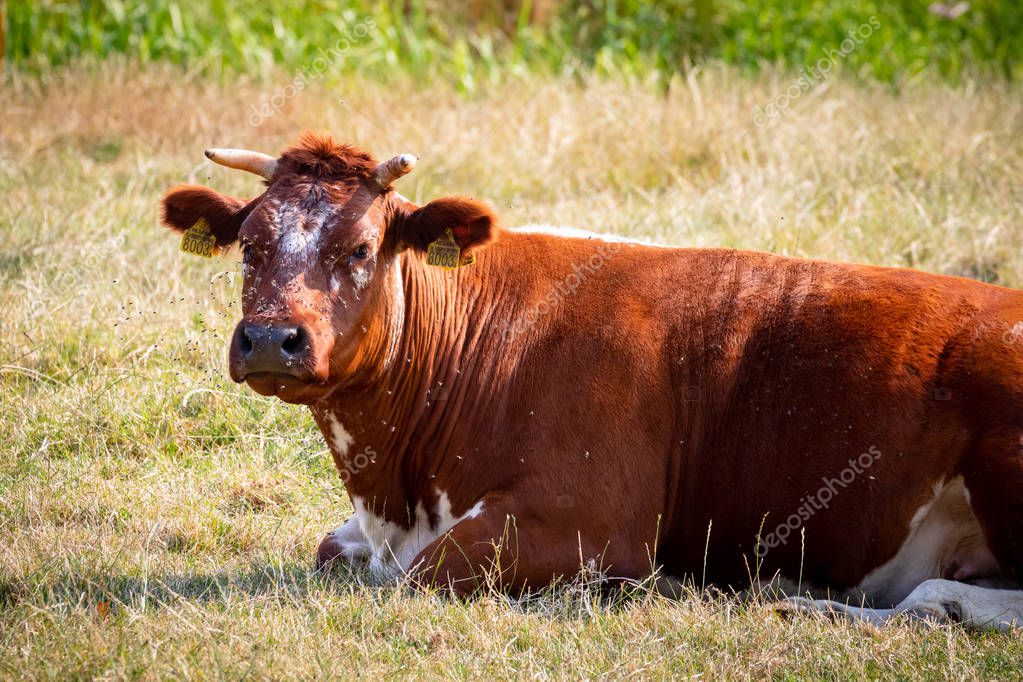 la enfermedad que causa las moscas del cuerno el ganado vuela plagas ...
