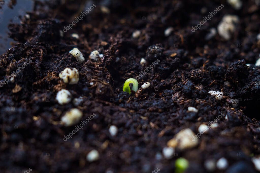 Un pequeño brote brota del suelo. Plántulas orgánicas, generación de ...