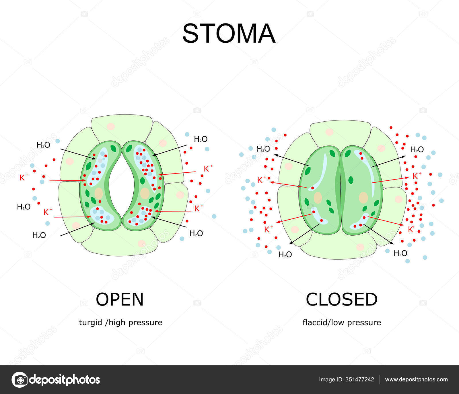 Opening Closing Stoma Title Diagram Illustration Biology Science Use ...