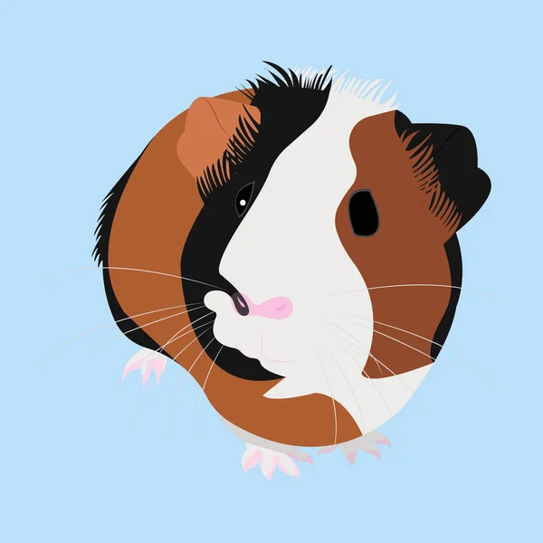 ᐈ Show me baby guinea pigs stock pictures, Royalty Free cavy images ...