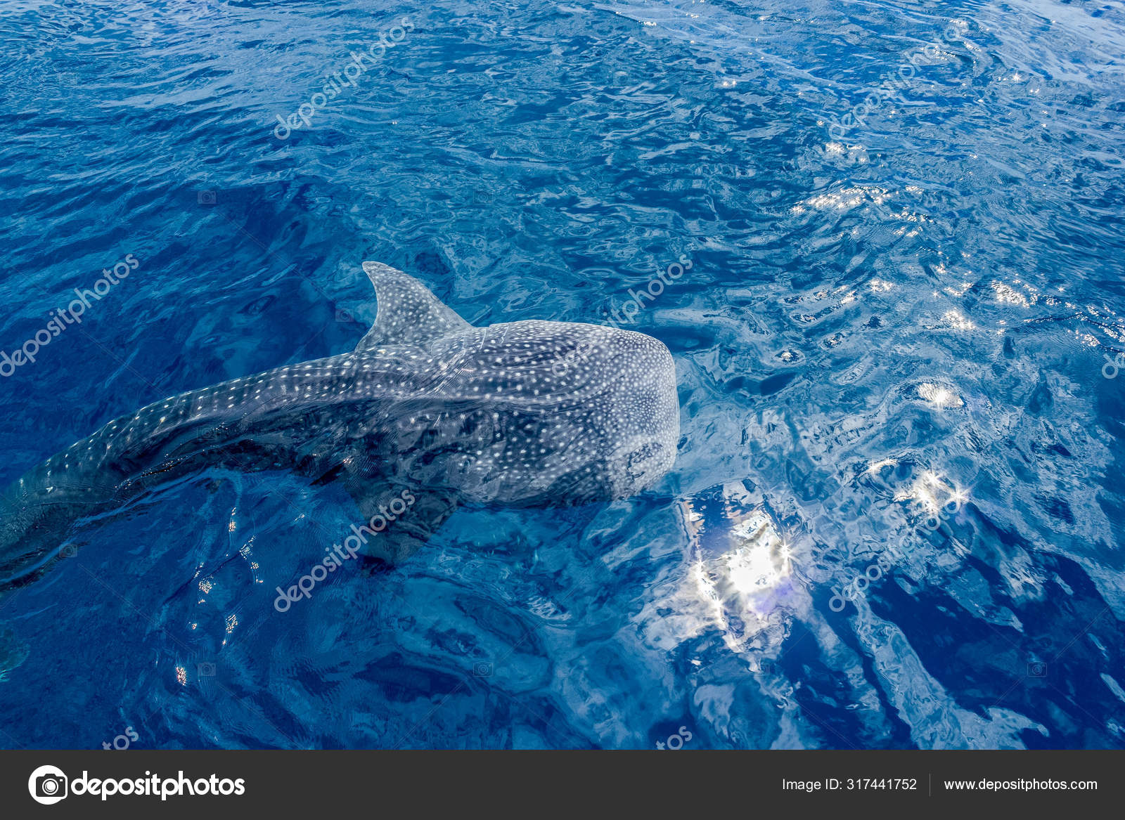 Newborn Whale Shark