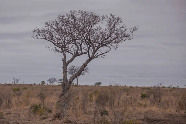 South Africa travels in spring - Stock Image - Everypixel