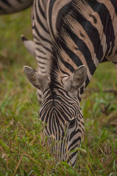 Zebra azul Stock Photos, Royalty Free Zebra azul Images | Depositphotos