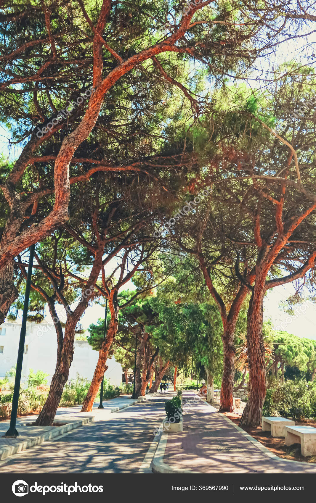 Beautiful trees in southern climate in summer — Stock Photo © Anneleven ...