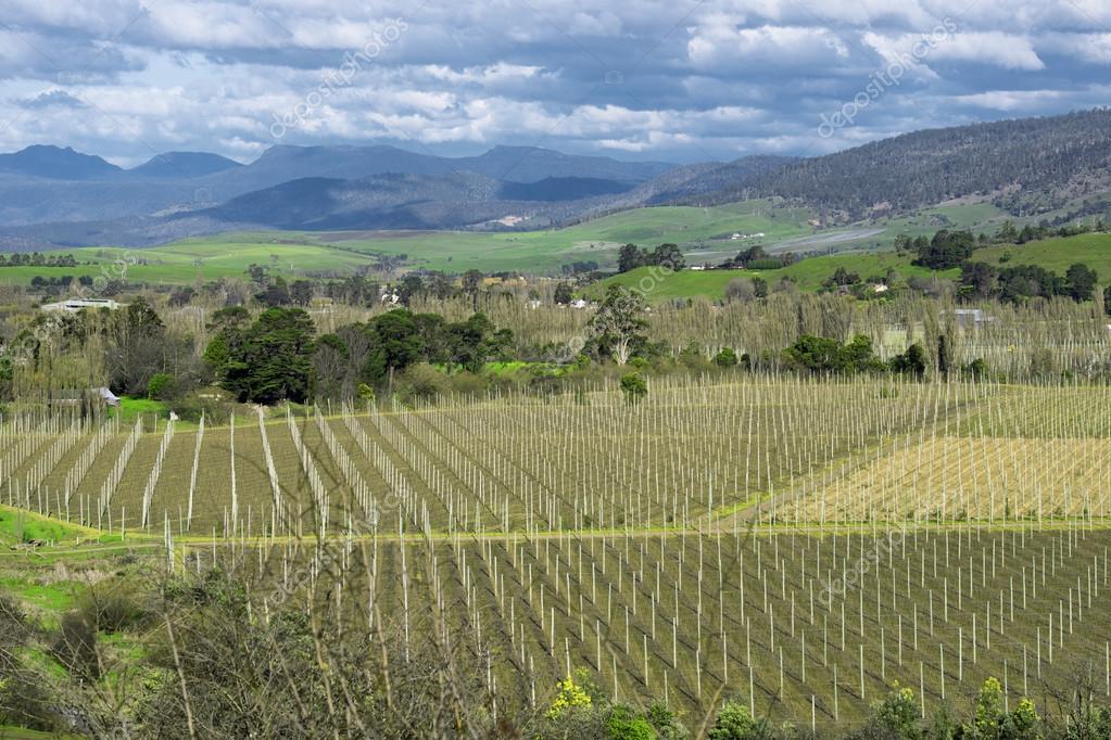 Farming field in Tasmania, Australia Stock Photo by ©artistrobd 128403576