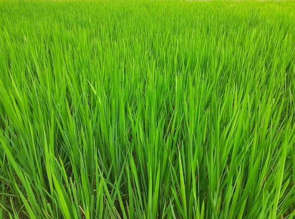 Green rice plants in the field. Rice cultivation in Assam, India ...