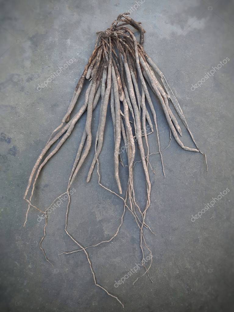 Shatavari o espárragos racemosus en el suelo. Es una planta utilizada ...