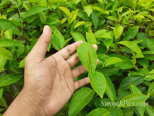 Philippine tea tree Stock Photos, Royalty Free Philippine tea tree ...