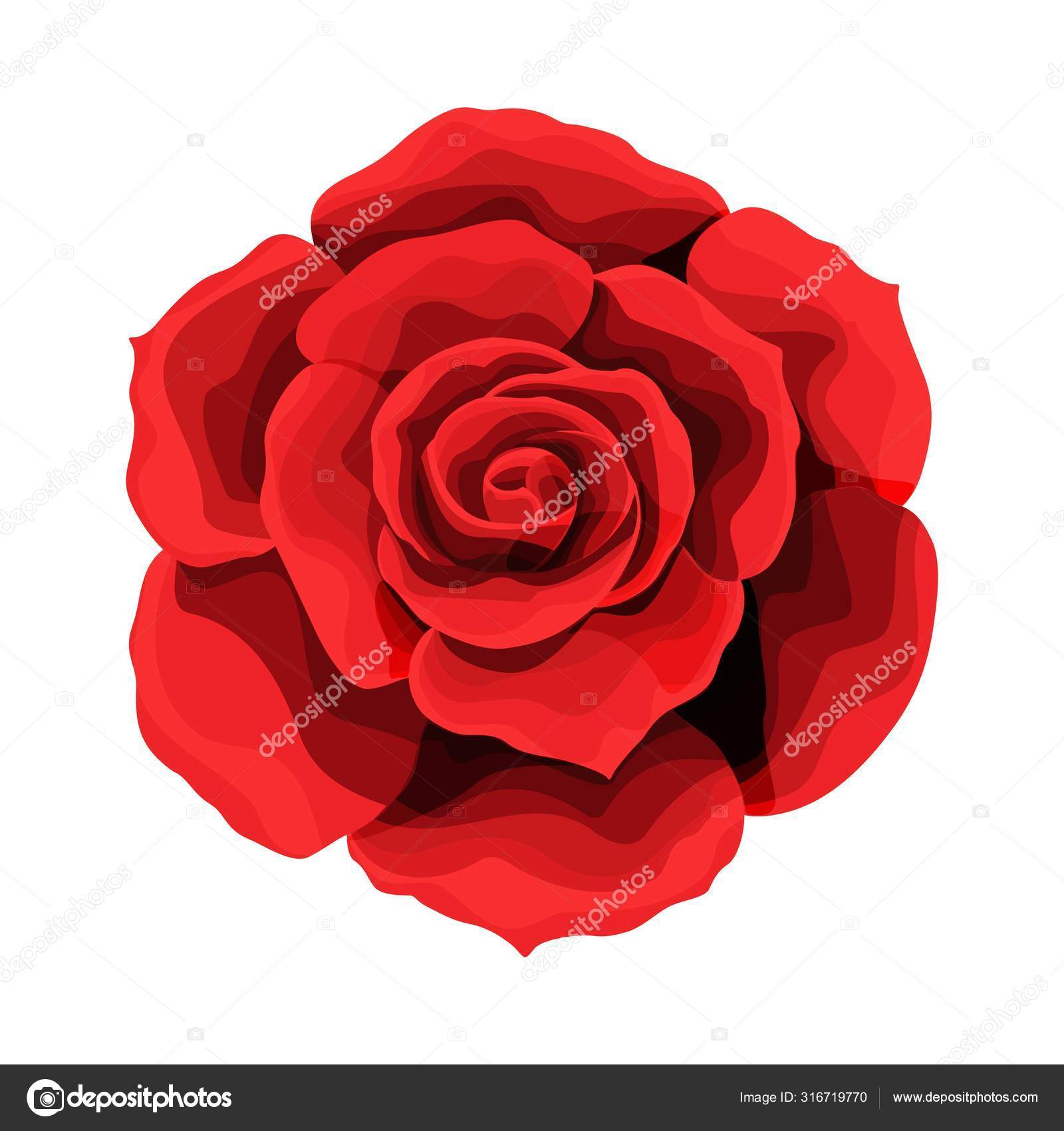 Dibujo De Rosa A Mano Rosas Color De Agua Rosa. Ramo: Ilustración De