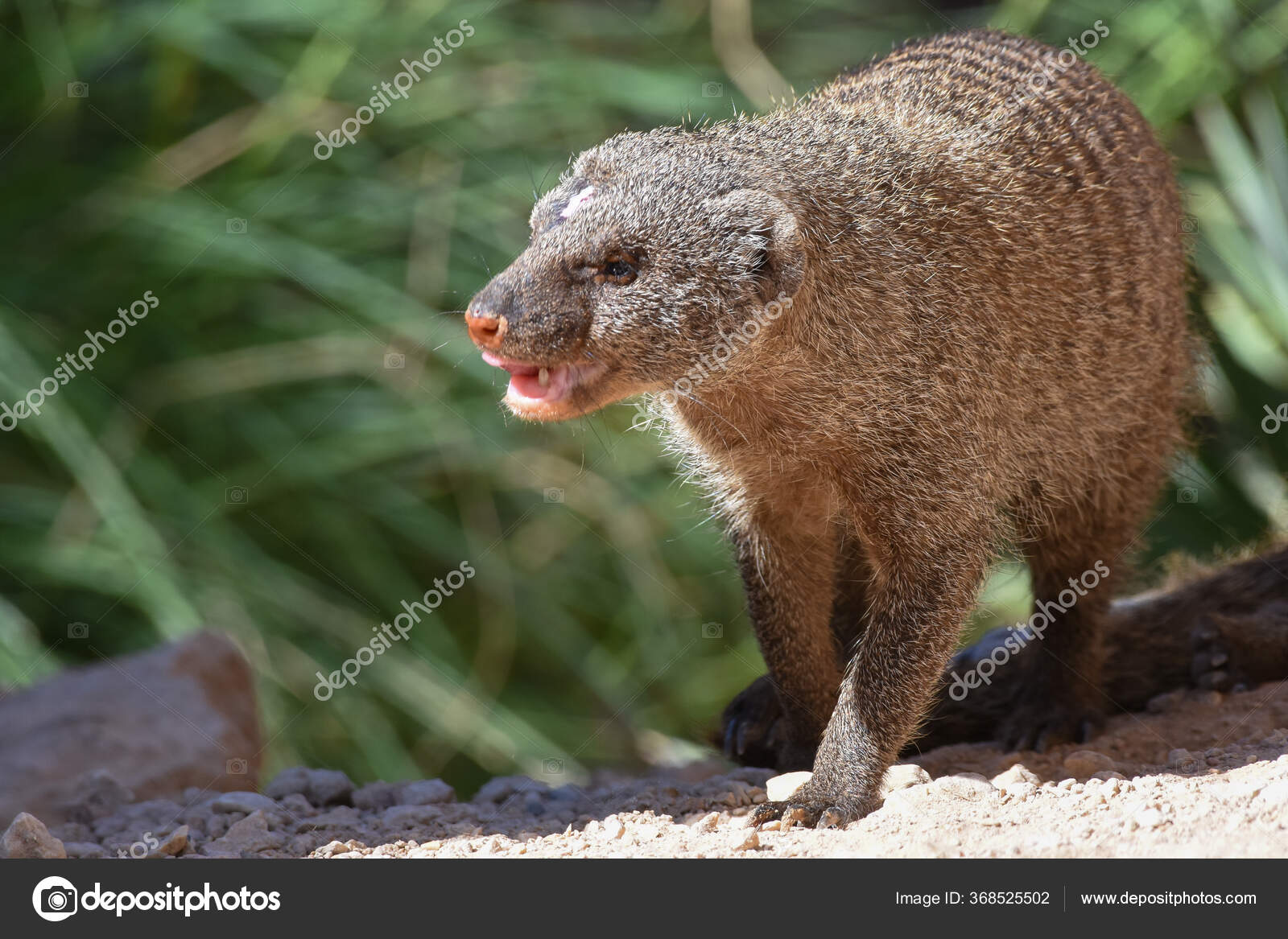 Egyptian Mongoose Herpestes Ichneumon Also Known Ichneumon Mongoose ...