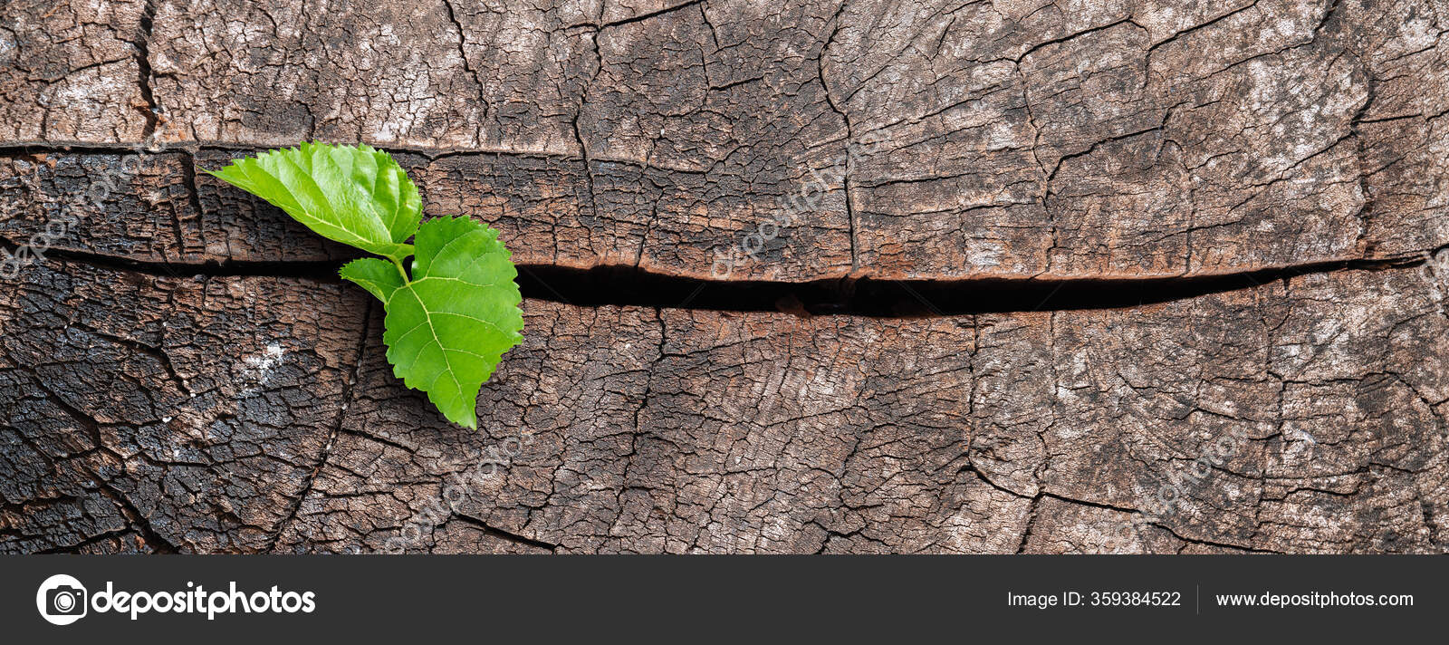 A new life start with the sprout of green leaves on a dead trees stump ...