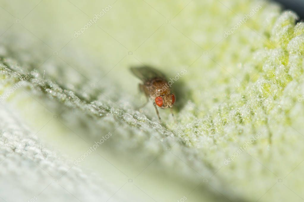 Mosca de la fruta (drosophila melanogaster) sobre hoja verde 2022