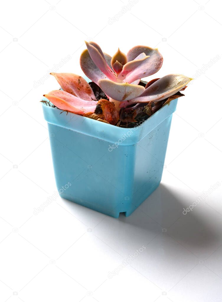 maceta vista lateral de planta suculenta rosa sobre un fondo blanco 2022