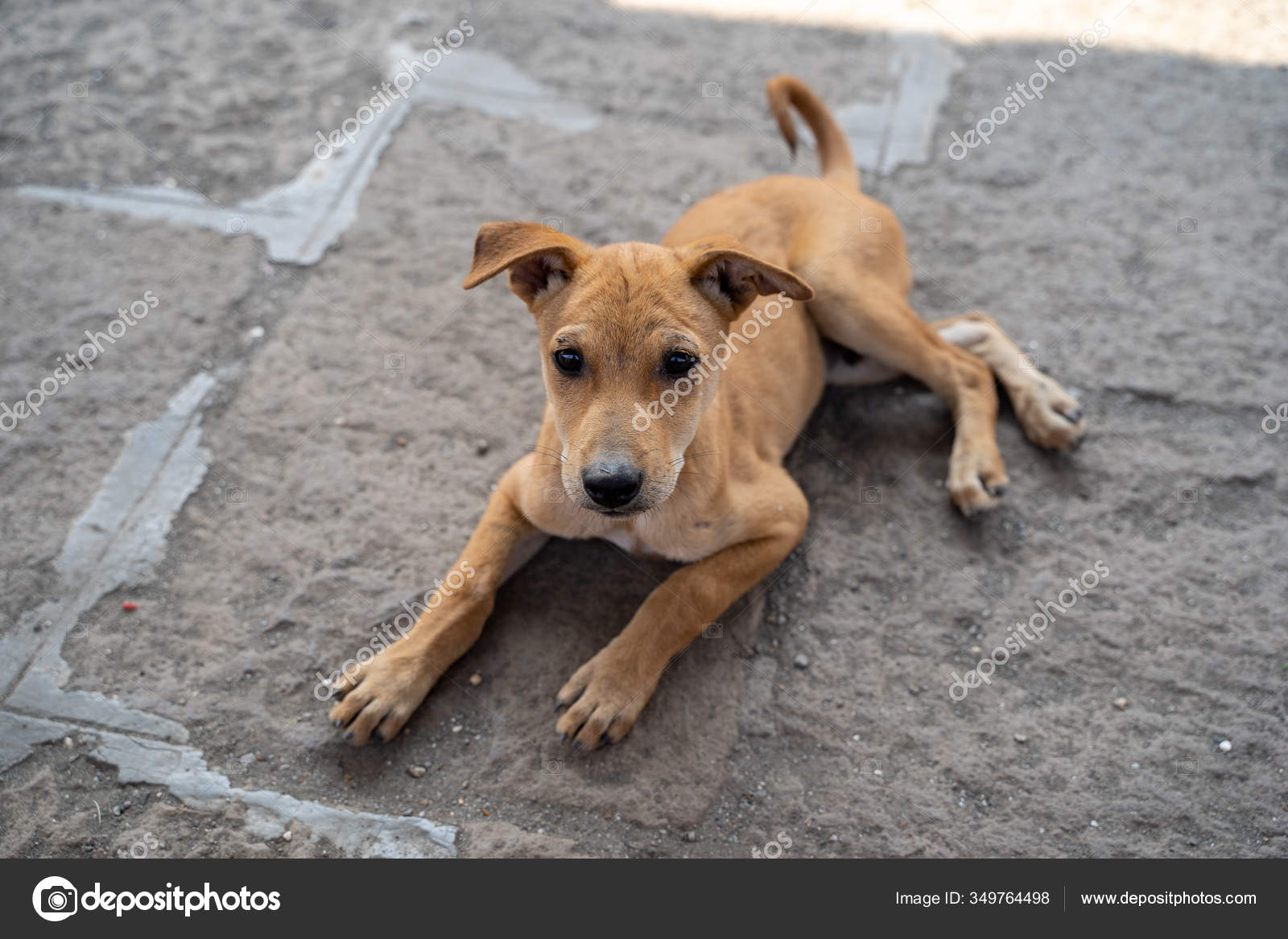 What Breed Are Street Dogs