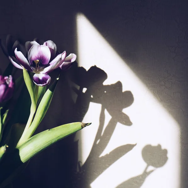 Tulips, bright sunlight, dark shadows. Art in photography. Rhythm in ...