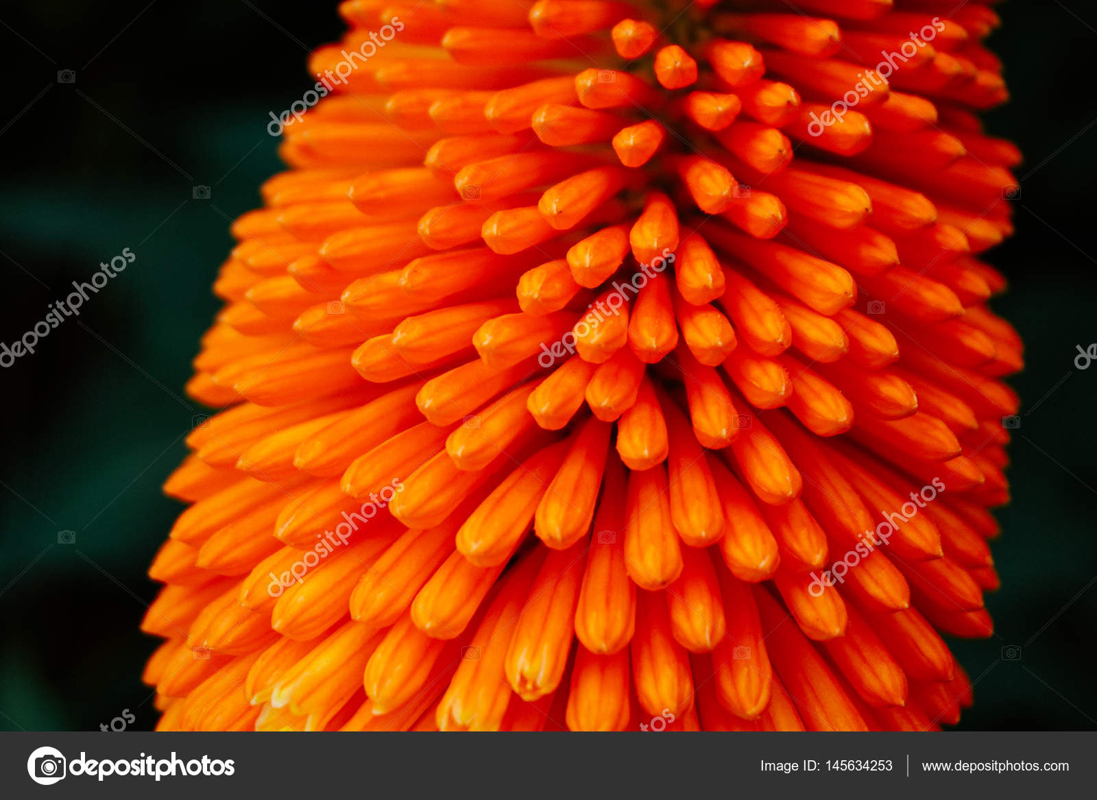 Orange flower texture Stock Photo by ©danielcgold 145634253