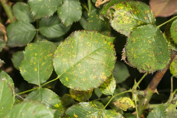 Downy mildew disease Stock Photos, Royalty Free Downy mildew disease ...