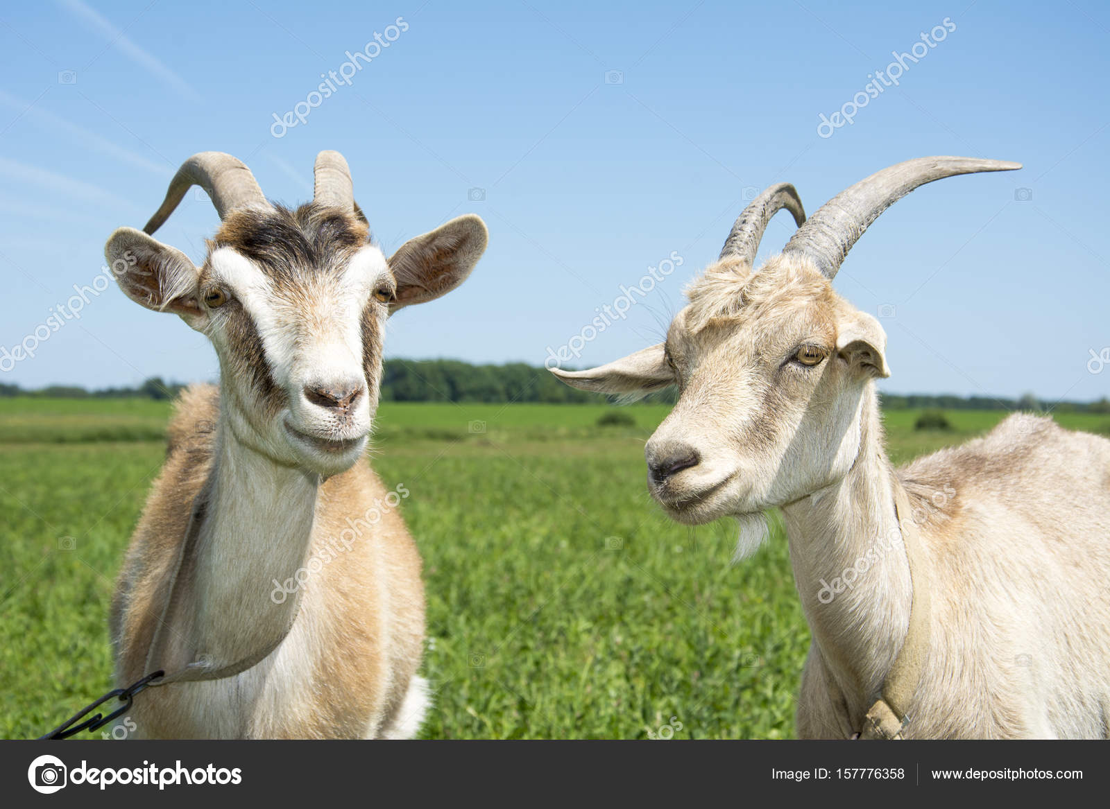 In summer there are two goats on the field. Close-up. Stock Photo by ...