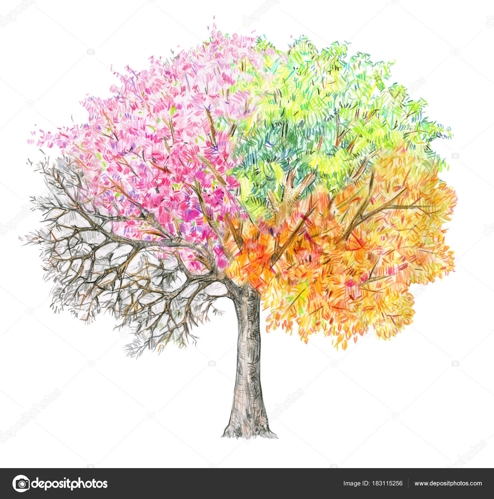 Four Seasons Tree Isolated White Background ⬇ Stock Photo, Image by ...