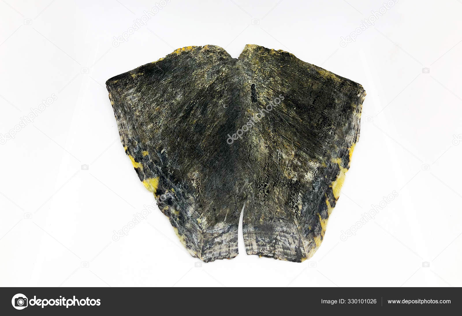 Turtle Shell Pressed White Background Stock Photo by ©Muhur 330101026