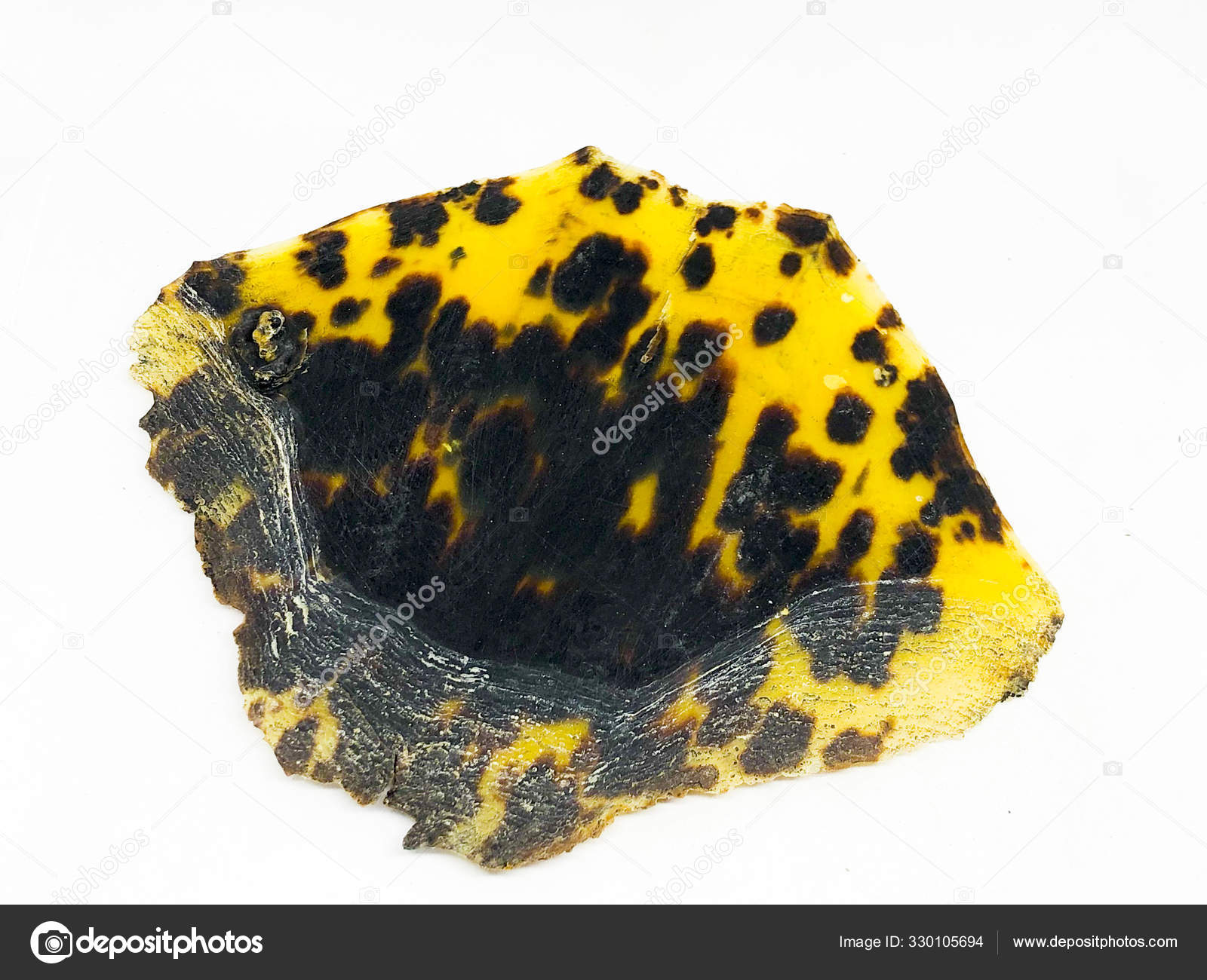 Turtle Shell Pressed White Background — Stock Photo © Muhur #330105694