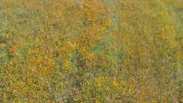 Aerial Plants Examples