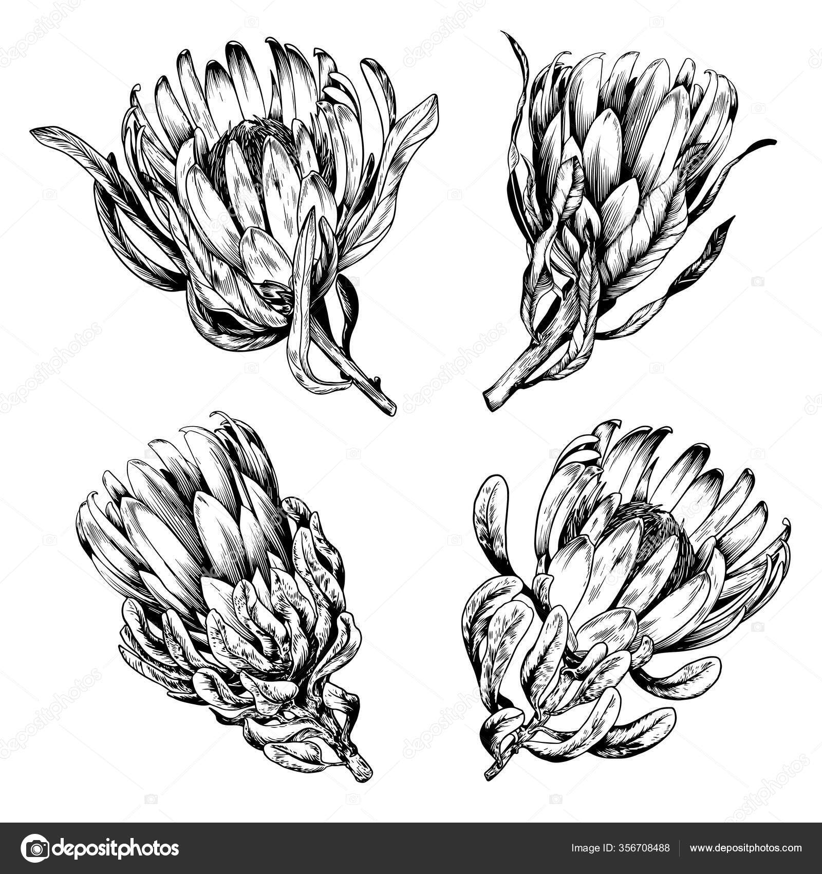 Protea Flower Vector