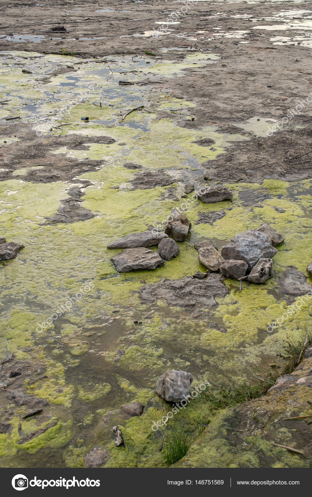 Slimy Tide Pools — Stock Photo © Wolfsnap #146751569