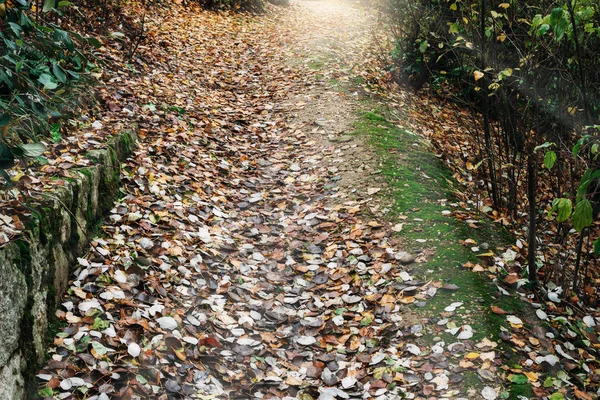 Chemin ensoleillé images libres de droit, photos de Chemin ensoleillé ...