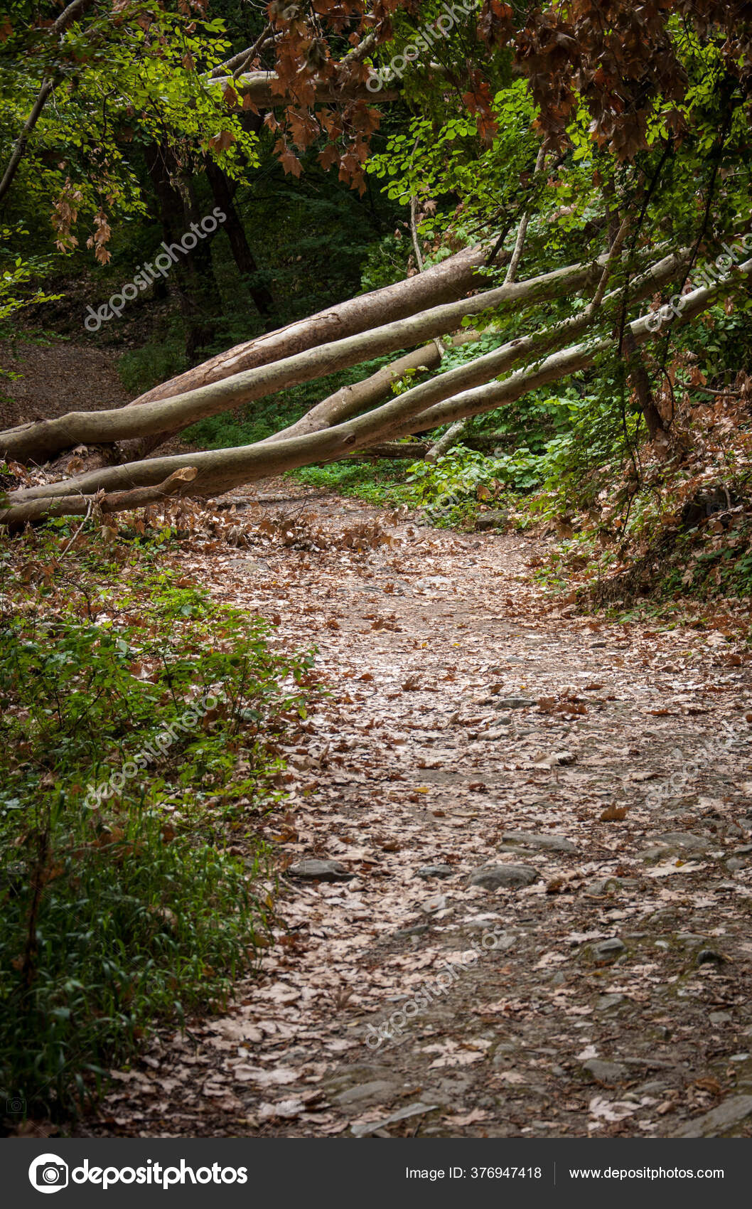 Fallen Trees Block Path Mountain Forest Your Design — Stock Photo ...